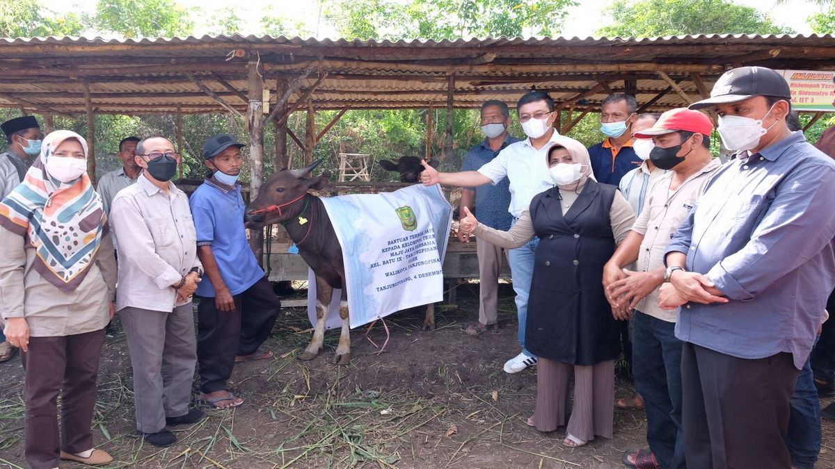 Perdana Dapat Bantuan, Kelompok Ternak Sapi di Tanjungpinang Berterima Kasih ke Pemkot
